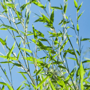 Seagrave Nurseries - Bamboo