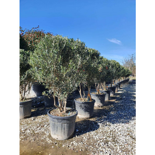 Seagrave Nurseries - Olive Trees