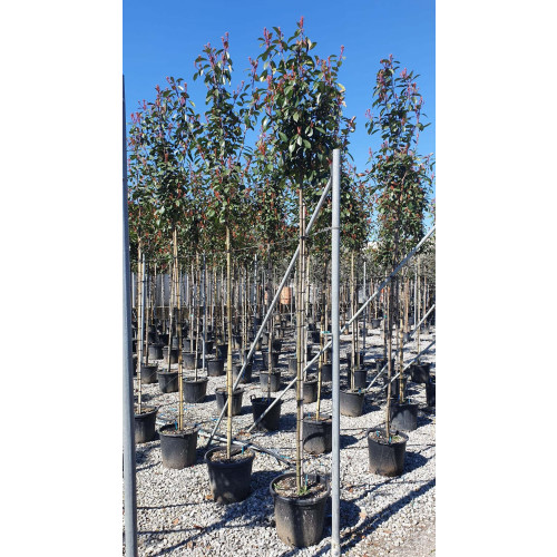 Seagrave Nurseries - Other Products / Photinia Red Robin Seagrave Nurseries - Other Products / Photinia Red Robin
