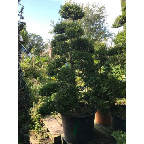 Seagrave Nurseries - Cloud Trees / Ilex Crenata / Topiary (Buxus, Bay ...