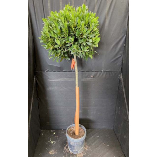 Seagrave Nurseries - Bay Trees / Topiary (Buxus, Bay Trees etc.)