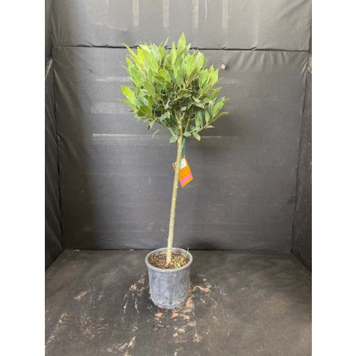Seagrave Nurseries - Ball On Stem / Bay Trees / Topiary (Buxus, Bay ...
