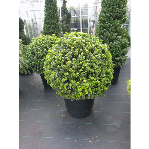 Seagrave Nurseries - Ilex Crenata / Topiary (Buxus, Bay Trees etc.)