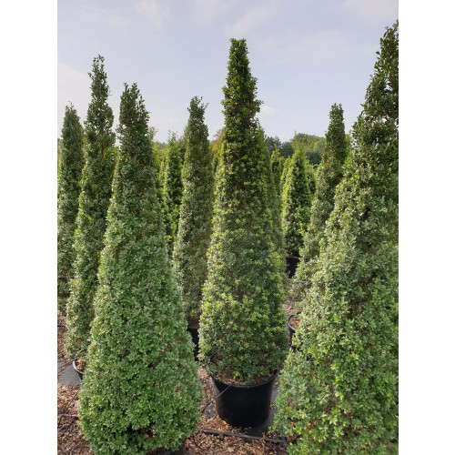 Seagrave Nurseries - Ilex Crenata / Topiary (Buxus, Bay Trees etc.)