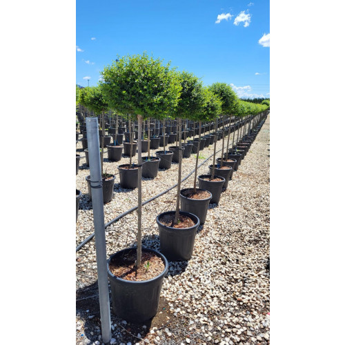 Seagrave Nurseries - Other Topiary / Topiary (Buxus, Bay Trees etc.)