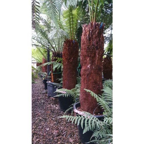 Seagrave Nurseries - Tree Ferns