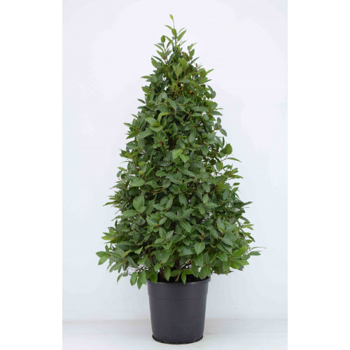 Seagrave Nurseries - Bay Trees / Topiary (Buxus, Bay Trees etc.)