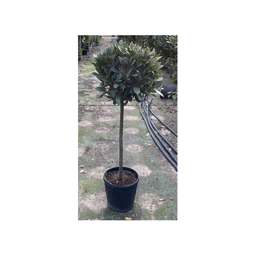 Seagrave Nurseries - Bay Trees / Topiary (Buxus, Bay Trees etc.)