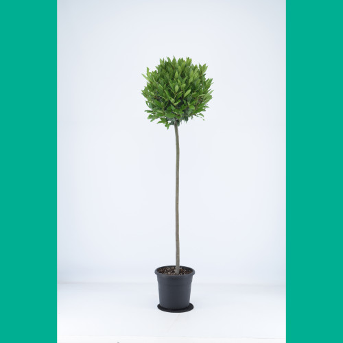 Seagrave Nurseries - Bay Trees / Topiary (Buxus, Bay Trees etc.)