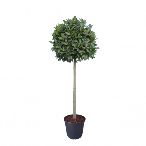 Seagrave Nurseries - Ball On Stem / Bay Trees / Topiary (Buxus, Bay ...