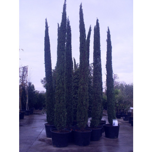 Seagrave Nurseries - Italian Cypress Trees