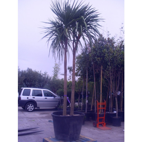 Seagrave Nurseries - Cabbage Palms (Cordyline) / Hardy Palm Trees