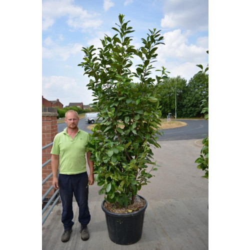 Seagrave Nurseries - Hedging / Other Hedging / Potted Common (Cherry ...
