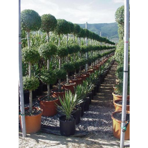 Seagrave Nurseries - Other Topiary / Topiary (Buxus, Bay Trees etc.)