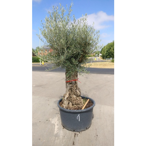 Seagrave Nurseries - Olive Trees