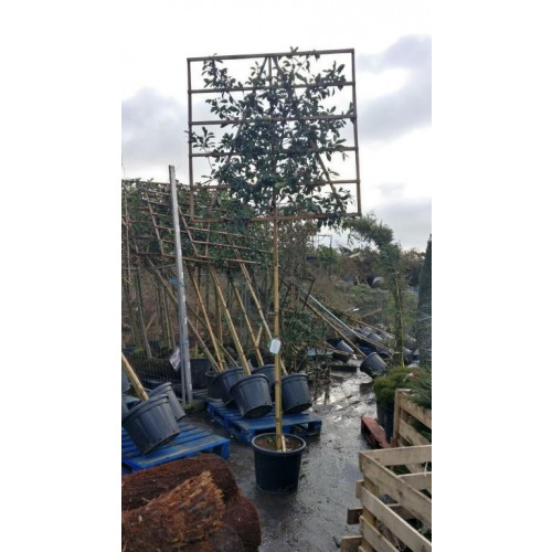 Seagrave Nurseries - Other Products / Photinia Red Robin