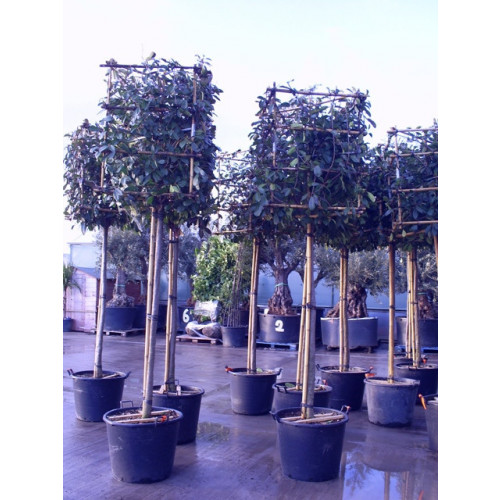 Seagrave Nurseries - Other Products / Photinia Red Robin / Pleached