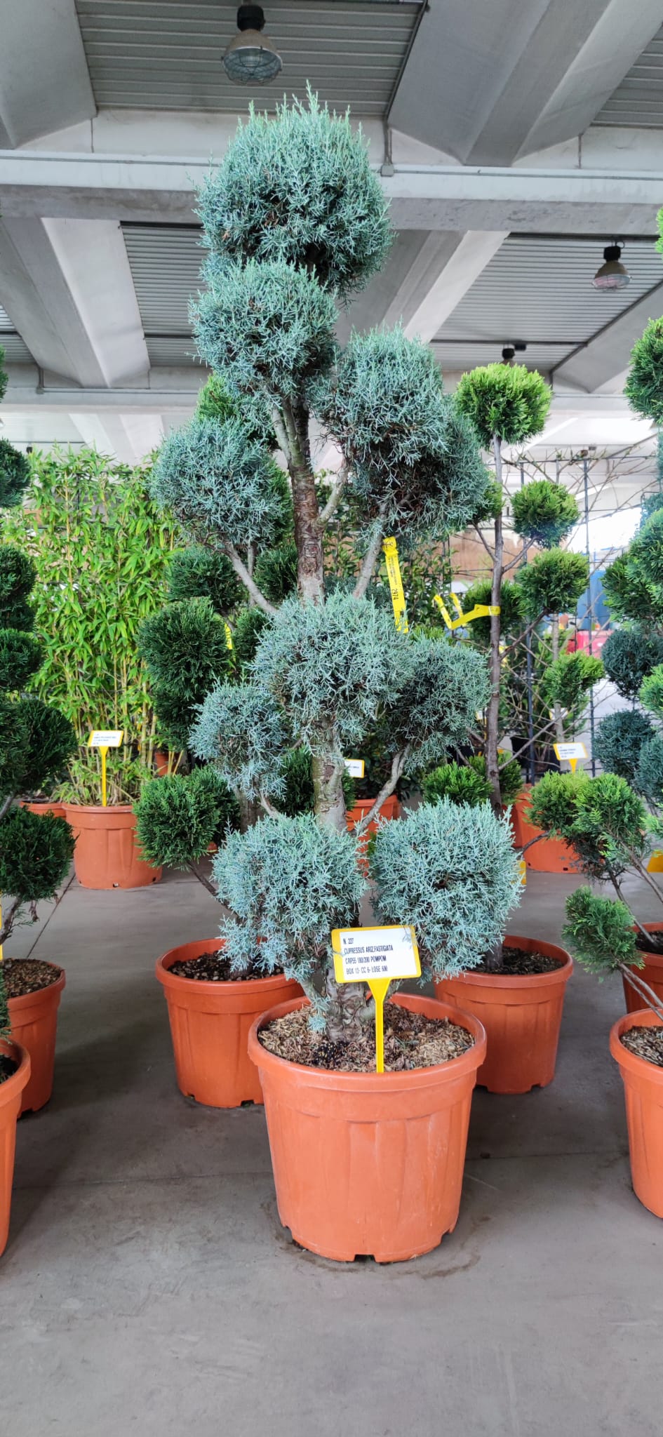 Seagrave Nurseries - CUPRESSUS ARIZONICA FASTIGIATA CLT55 180200 POMPON