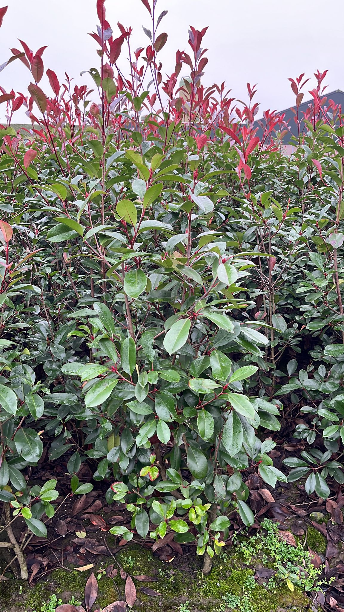 Seagrave Nurseries - Photinia Red Robin, 100/120, Rootball Seagrave Nurseries - Photinia Red Robin, 100/120, Rootball