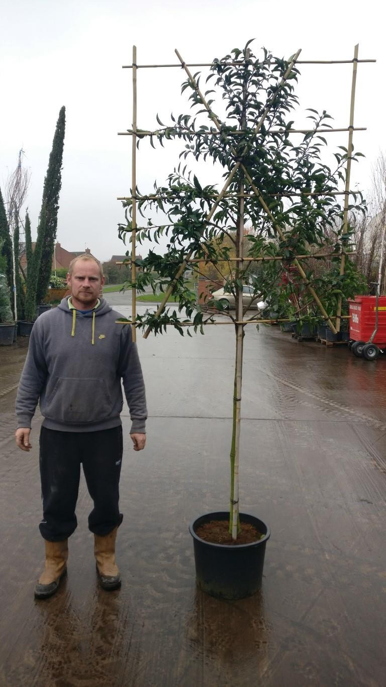 Seagrave Nurseries - Portuguese Laurel Pleached ''Prunus Lusitanica'' 1 ...