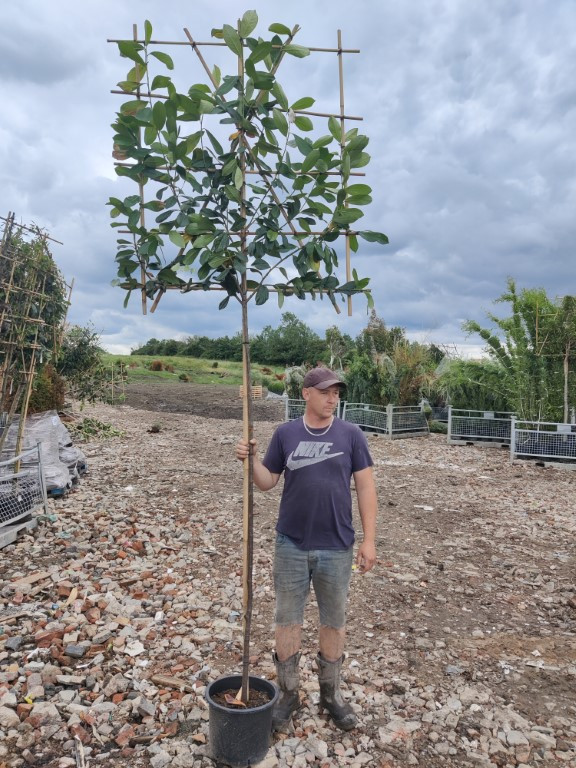 Seagrave Nurseries - Laurel Pleached Prunus Laurocerasus 'Caucasica ...
