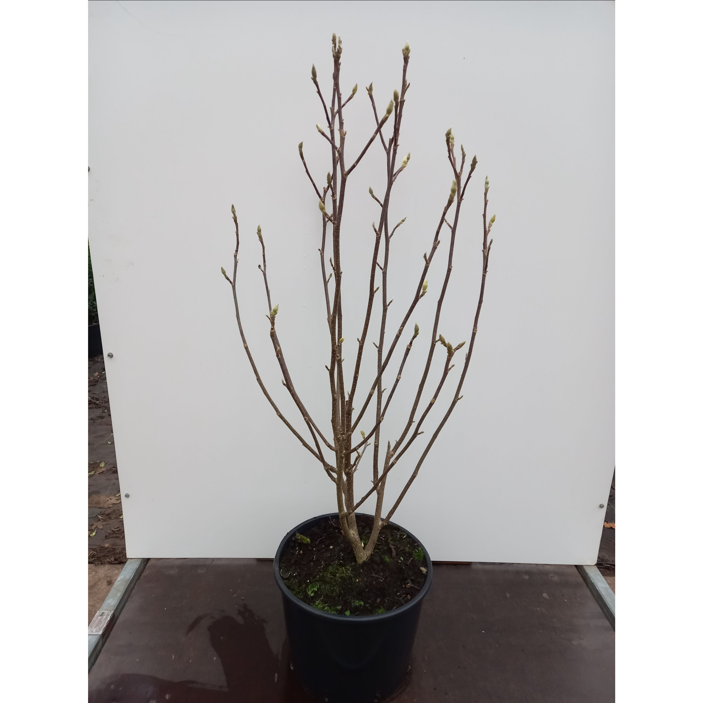 Seagrave Nurseries - Magnolia soul. ‘Lennei Alba’ 100-125cm in 20lt Pot
