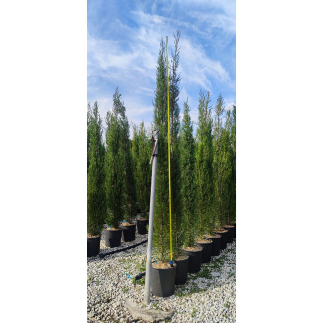 Seagrave Nurseries - Italian Cypress (Cupressus Sempervirens) - 275 ...
